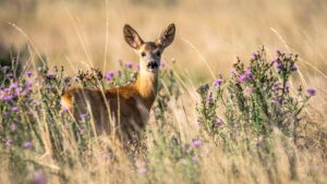 Tiere mit R am Anfang - Beeedblog